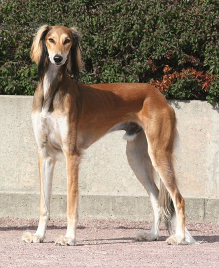 14 Types Of Sighthounds | Page 2 of 3 | PetPress