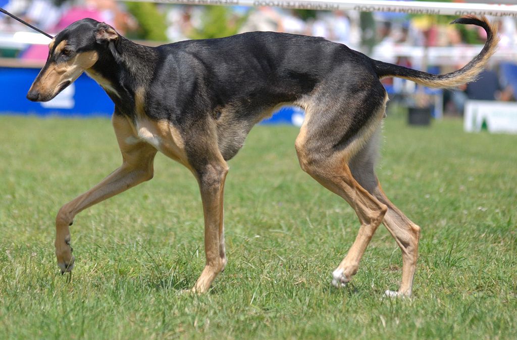 14 Types Of Sighthounds | Page 2 of 3 | PetPress