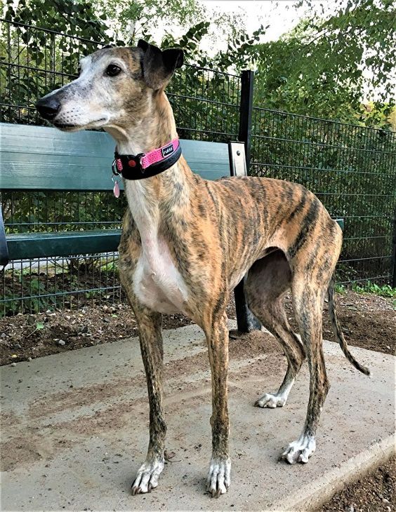 14 Types Of Sighthounds | PetPress