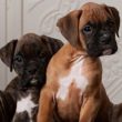 The 14 Cutest Boxer Puppies That Will Make Your Day | Page 2 of 3 ...