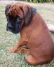 The 14 Cutest Boxer Puppies That Will Make Your Day | PetPress