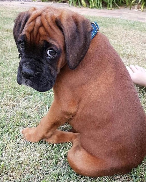 The 14 Cutest Boxer Puppies That Will Make Your Day - PetPress