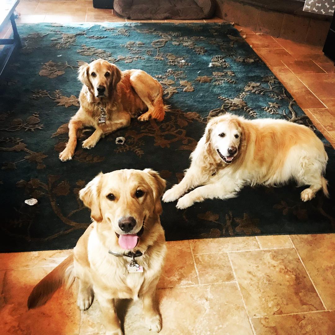 14 Fabulous Facts About The Golden Retriever | PetPress