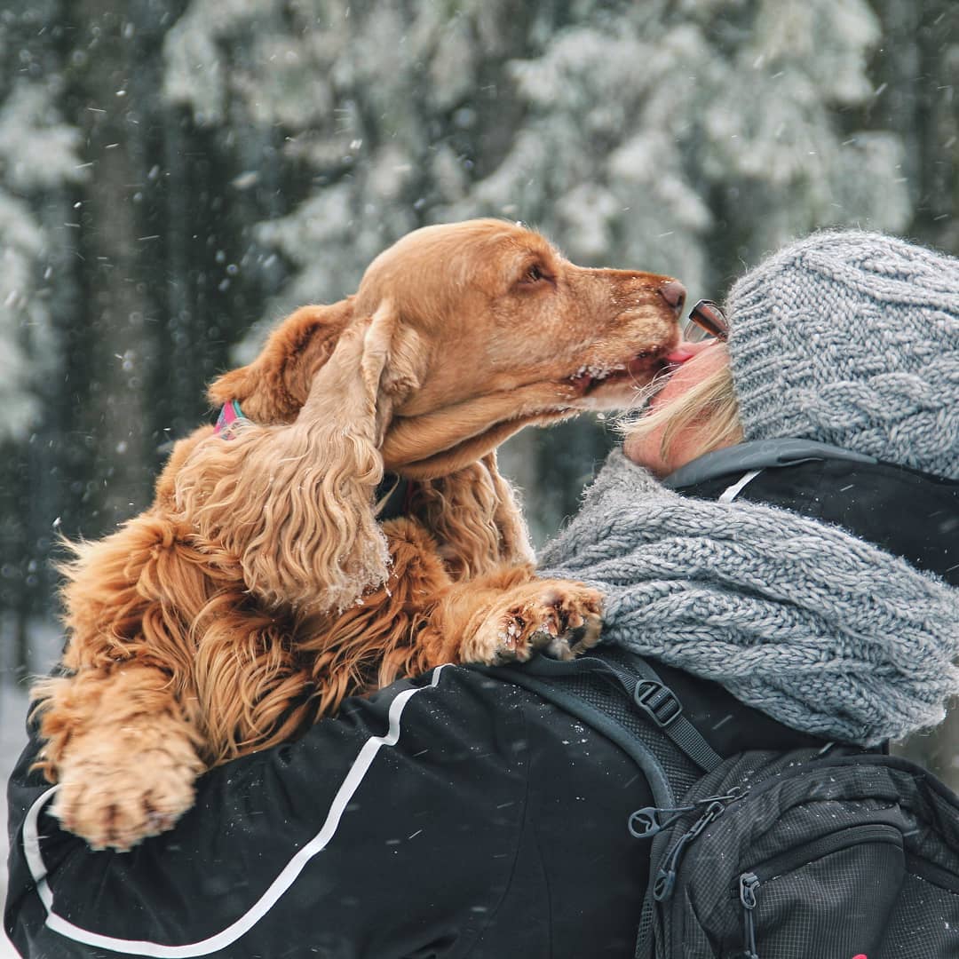 14 Funny Pics Of Cocker Spaniels | PetPress