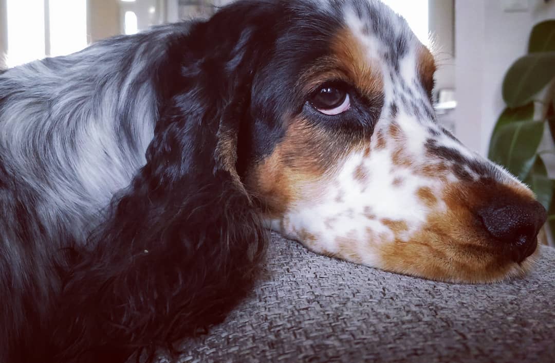 14 Funny Pics Of Cocker Spaniels | PetPress