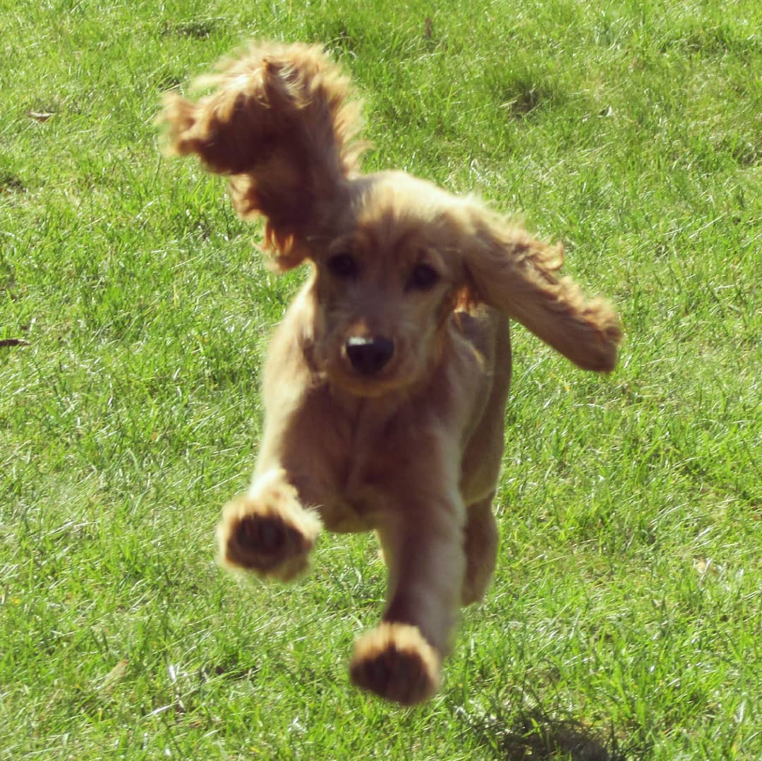 14 Funny Pics Of Cocker Spaniels | PetPress