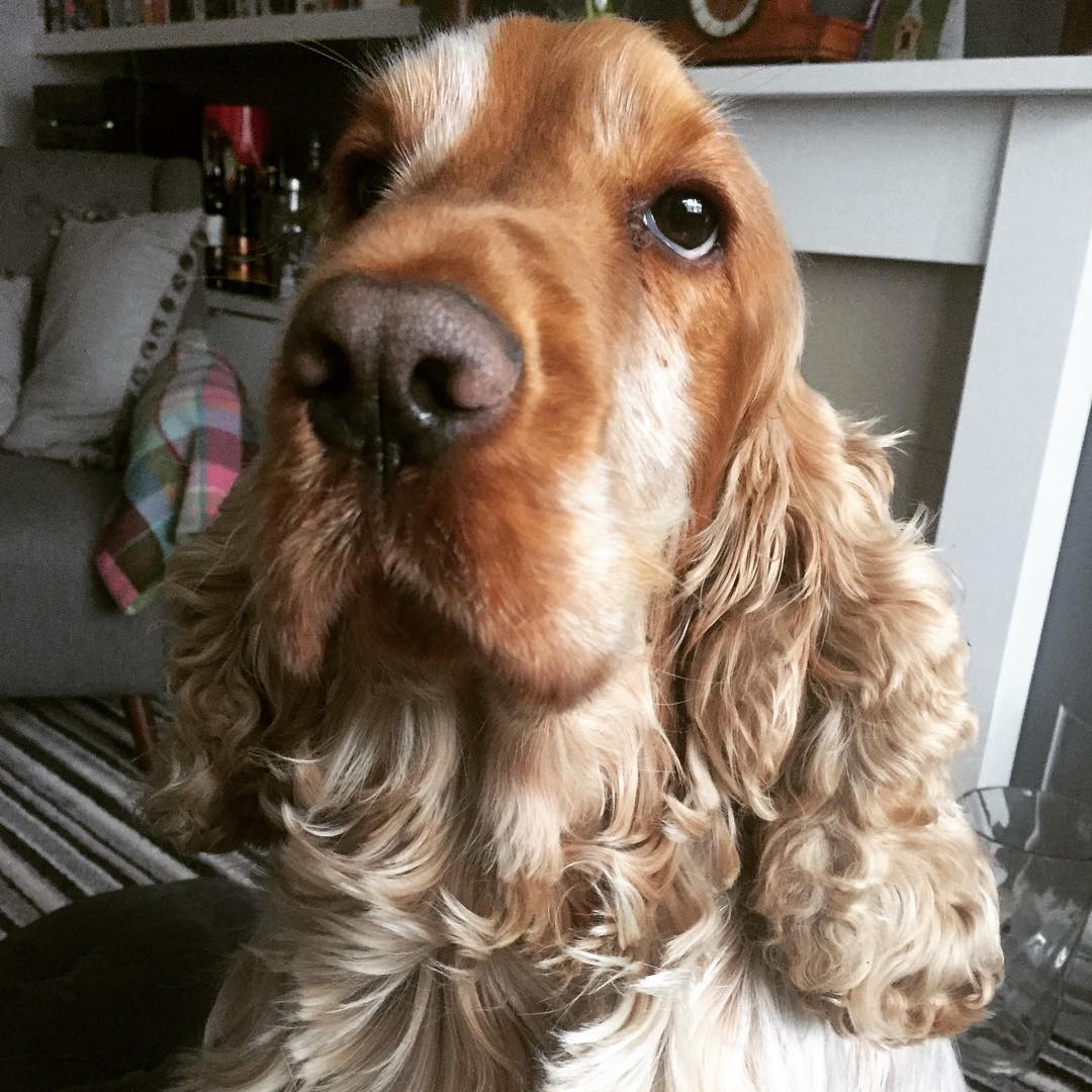 14 Great Facts About Cocker Spaniels - PetPress