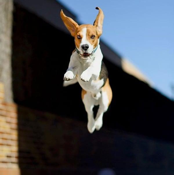 15 Beagles Who Are Happy That the Weekend Finally Started | PetPress