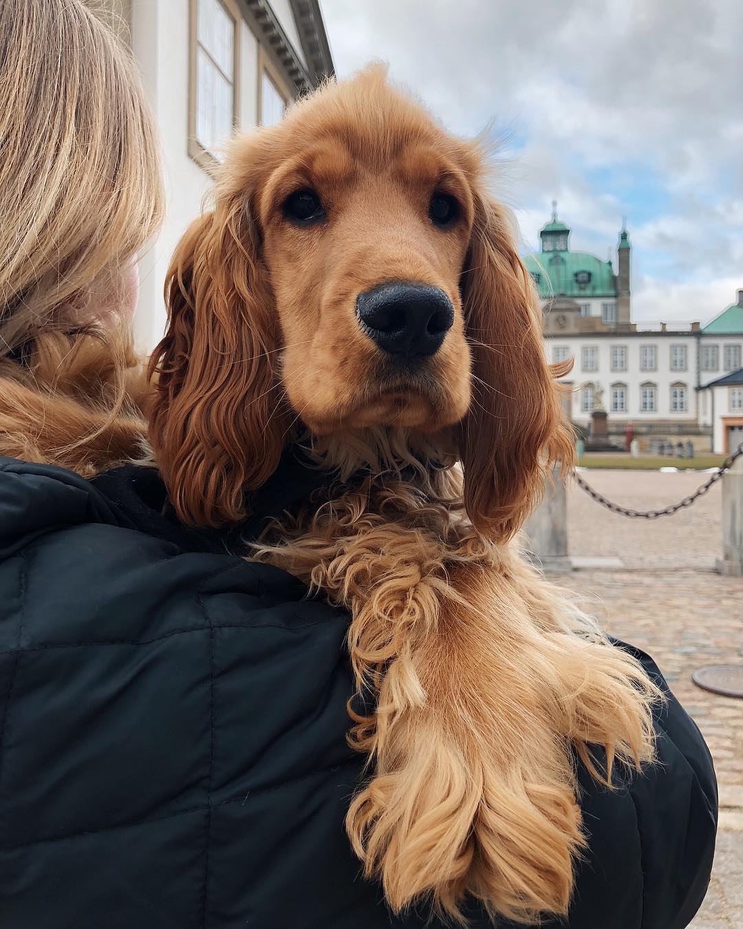 14 Funny Cocker Spaniel Facts | PetPress