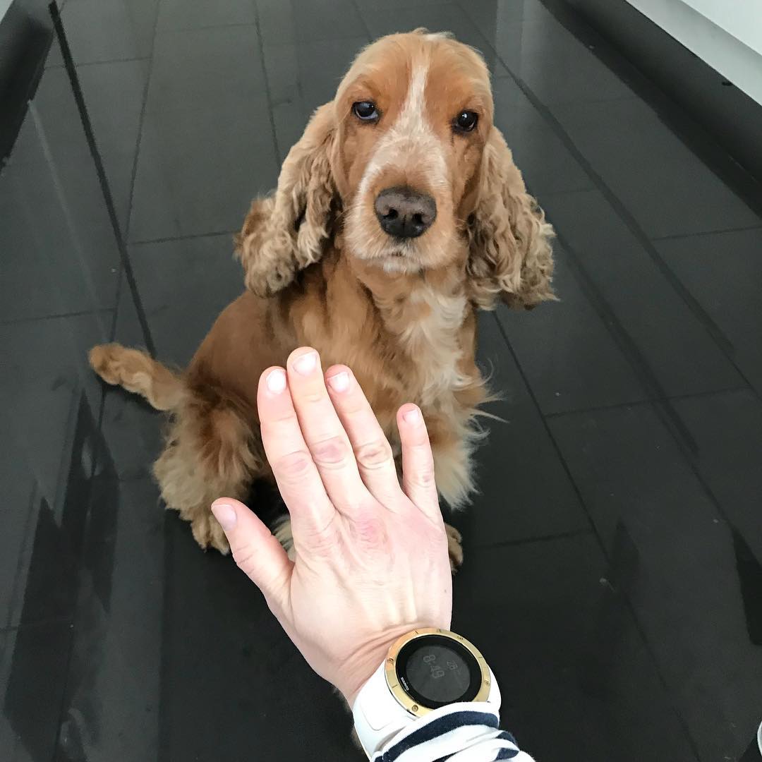 14 Funny Cocker Spaniel Facts | PetPress