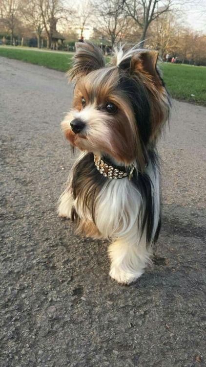14 Pictures Of Yorkshire Terriers That Will Steal Your Heart - PetPress
