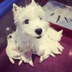 14 Incredible Facts About West Highland Terriers | PetPress