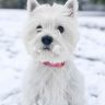 14 Incredible Facts About West Highland Terriers | PetPress