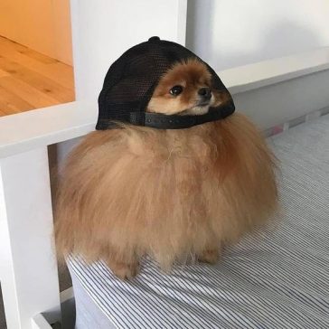 14 Funny Pomeranians That Will Make You Smile | Page 2 of 4 | PetPress