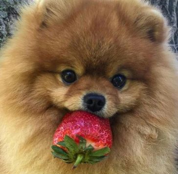 14 Funny Pomeranians That Will Make You Smile | Page 2 of 4 | PetPress
