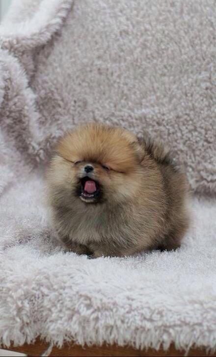 14 Funny Pomeranians That Will Make You Smile | Page 2 of 4 | PetPress