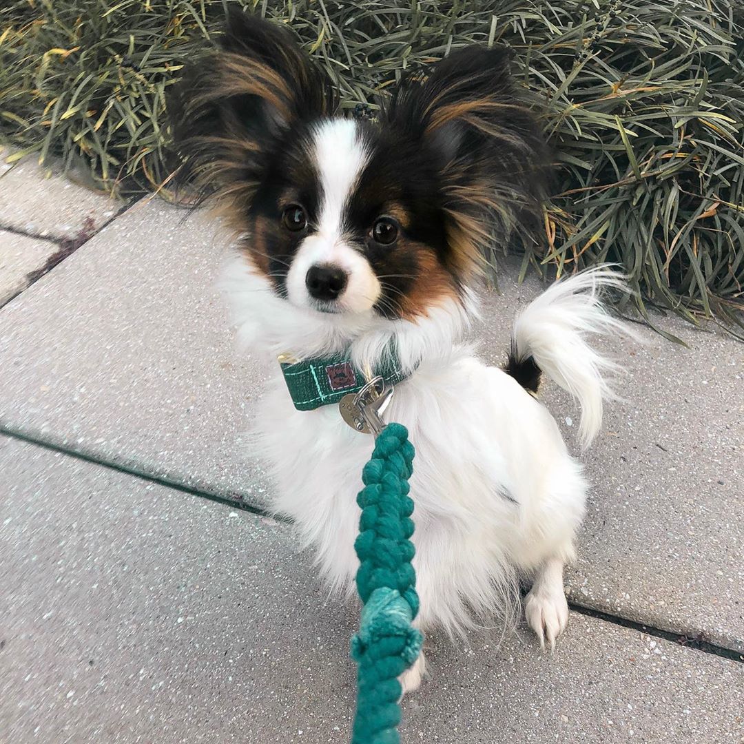 14 Things You Need To Know About The Papillon | PetPress