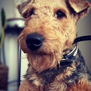 14 Versatile Facts About Airedale Terriers - PetPress