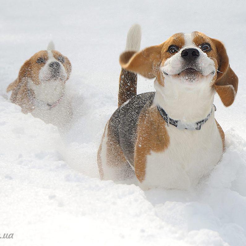 14 Funny Photos Of Beagles That Will Make You Smile | PetPress