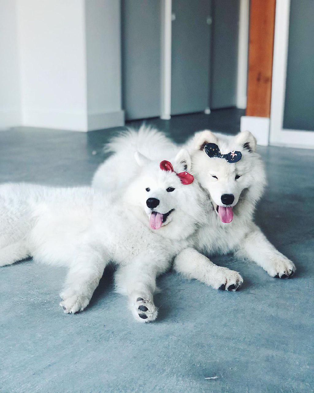 14 Pictures of Samoyeds to Make Your Day | PetPress