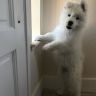 16 Funny Pictures Explaining Why We Love Samoyed Dogs So Much! | PetPress