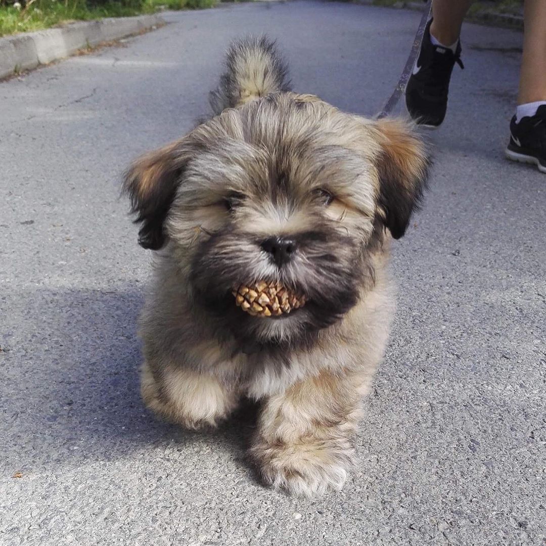 14 Things You Didn’t Know About Lhasa Apsos | PetPress