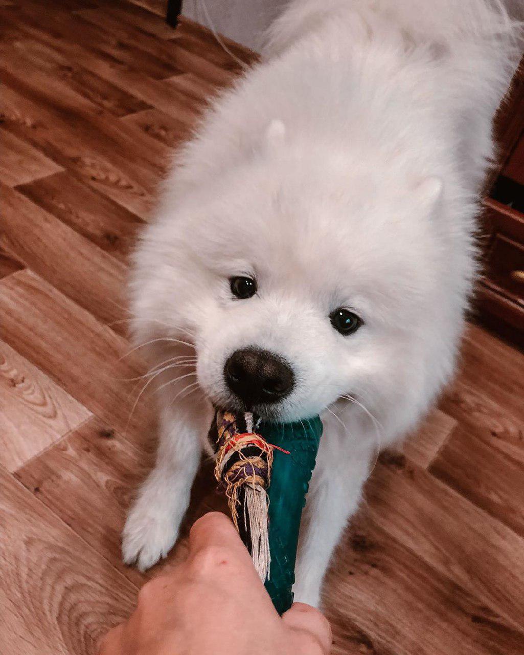 16 Reasons to Choose a Samoyed Dog | Page 2 of 4 | PetPress