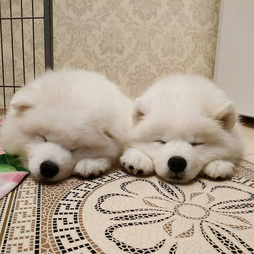 16 Reasons to Choose a Samoyed Dog | PetPress