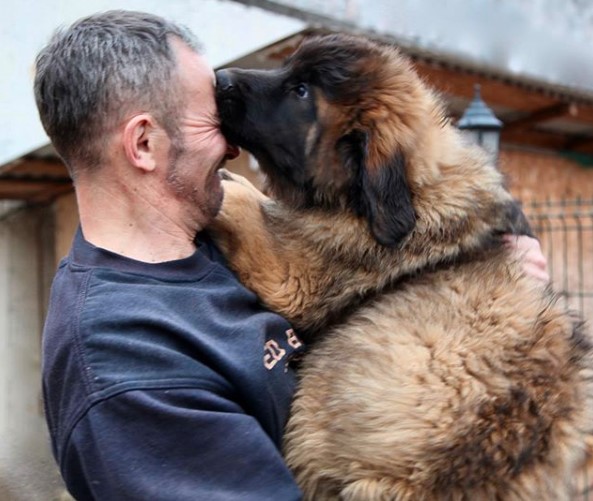 15 Evidence That Leonbergers Are The Best Family Dogs
