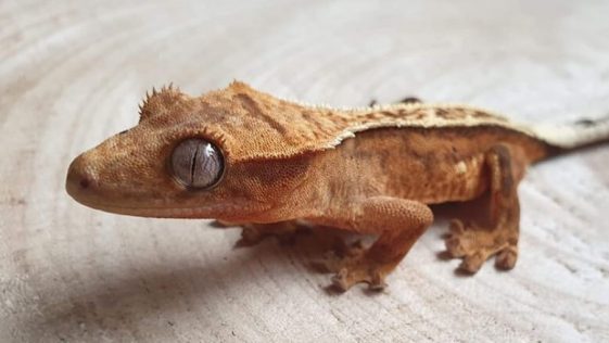 Gecko Names - Over 300 Inspiring Ideas For Naming Your Gecko - PetPress
