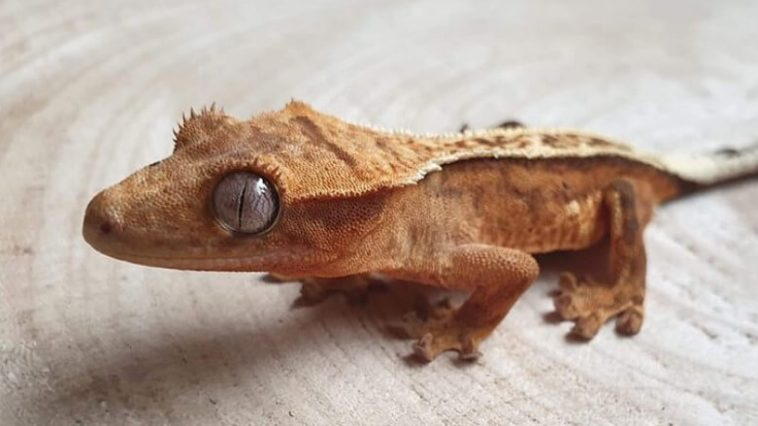 Gecko Names - Over 300 Inspiring Ideas For Naming Your Gecko - PetPress