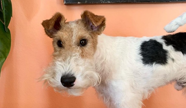 14 Lovely Things About Wire Fox Terriers - PetPress