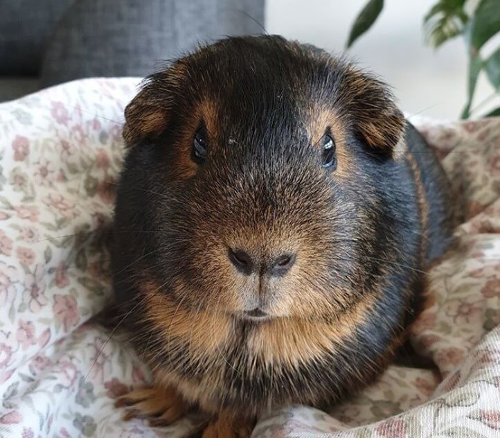 8 Reasons to Have Guinea Pigs as Pets | PetPress