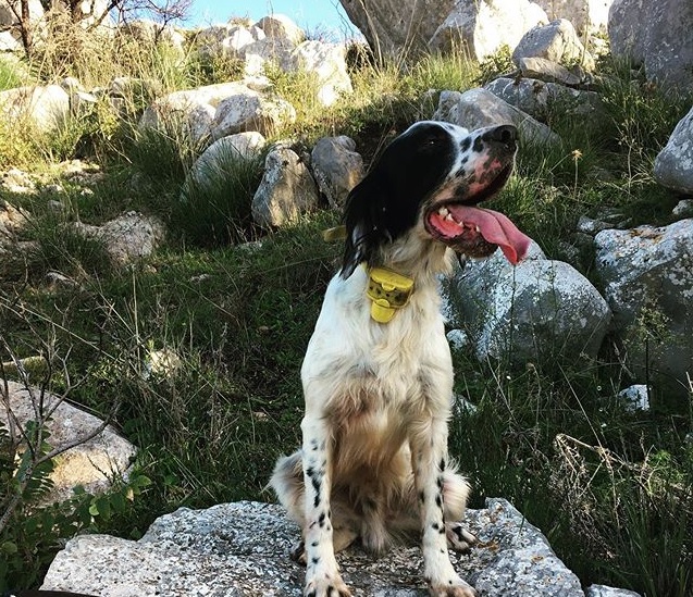 14 Amazing Facts About English Setters | Page 2 of 3 | PetPress
