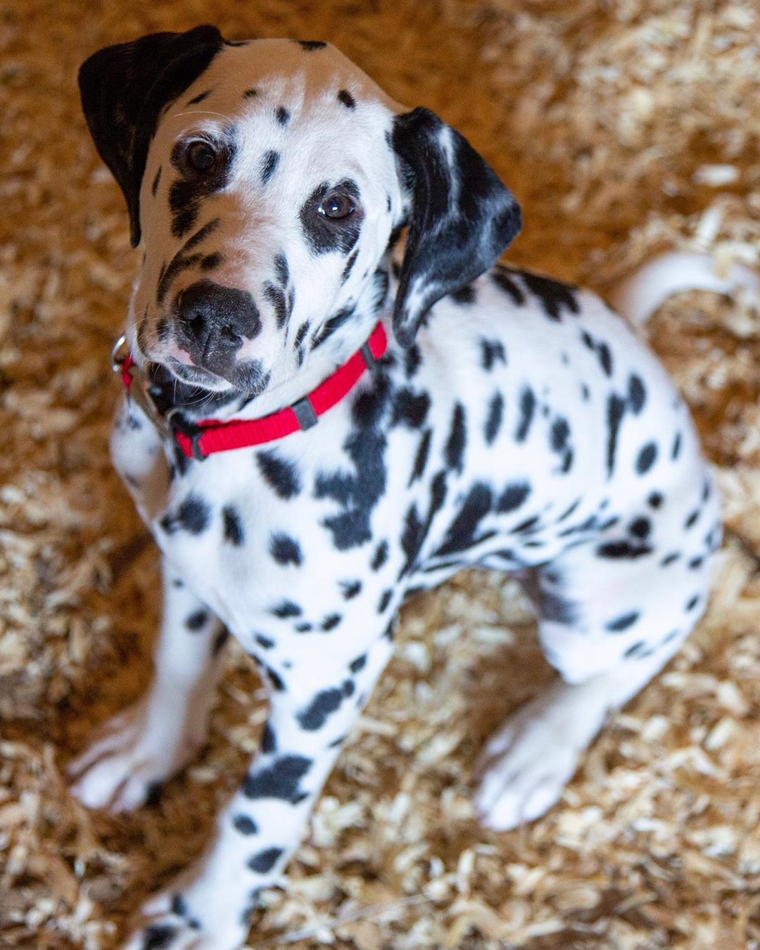 14 Things You Didn't Know About Dalmatians | Page 2 of 3 | PetPress