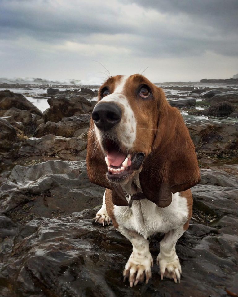 14 Interesting Facts About Basset Hounds | Page 2 of 3 | PetPress