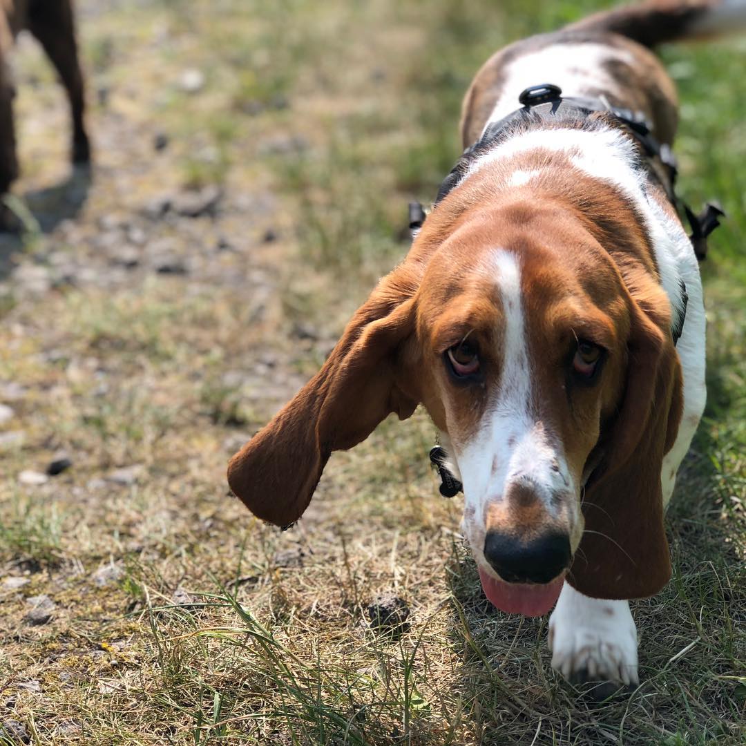 14 Fabulous Facts About The Basset Hound | PetPress