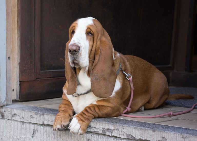 14 Things To Know About the Basset Hound | PetPress