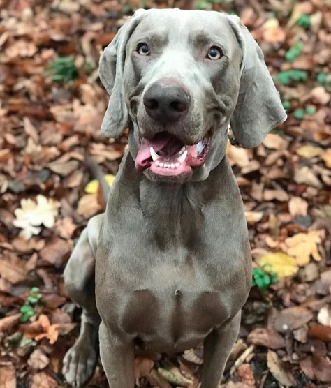 14 Tips For Raising And Training Weimaraners | PetPress