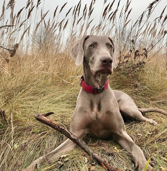 14 Tips For Raising And Training Weimaraners | PetPress