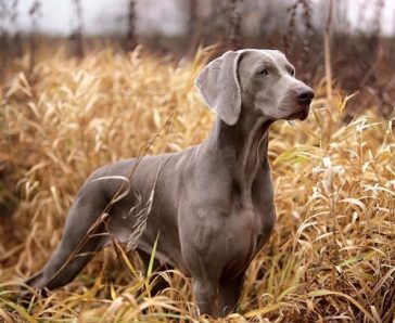 14 Tips For Raising And Training Weimaraners | PetPress