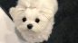 14 Reasons Why You Should Never Own Maltese Dogs | PetPress