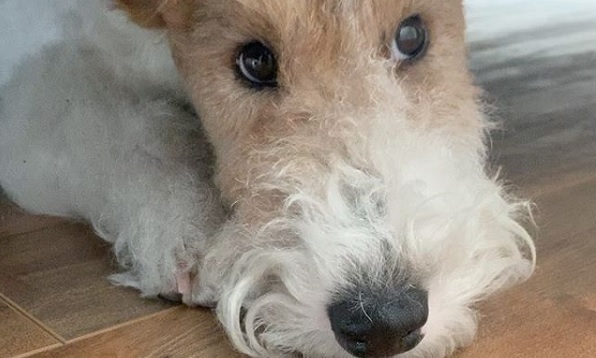 14 Fancy Facts About Fox Terriers - PetPress