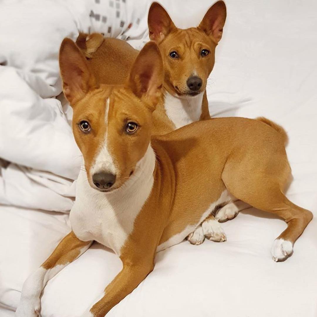 14 Facts About Basenjis That Will Make You Smile | Page 2 of 3 | PetPress