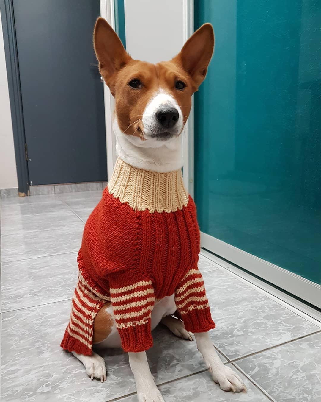 14 Facts About Basenjis That Will Make You Smile | Page 2 of 3 | PetPress