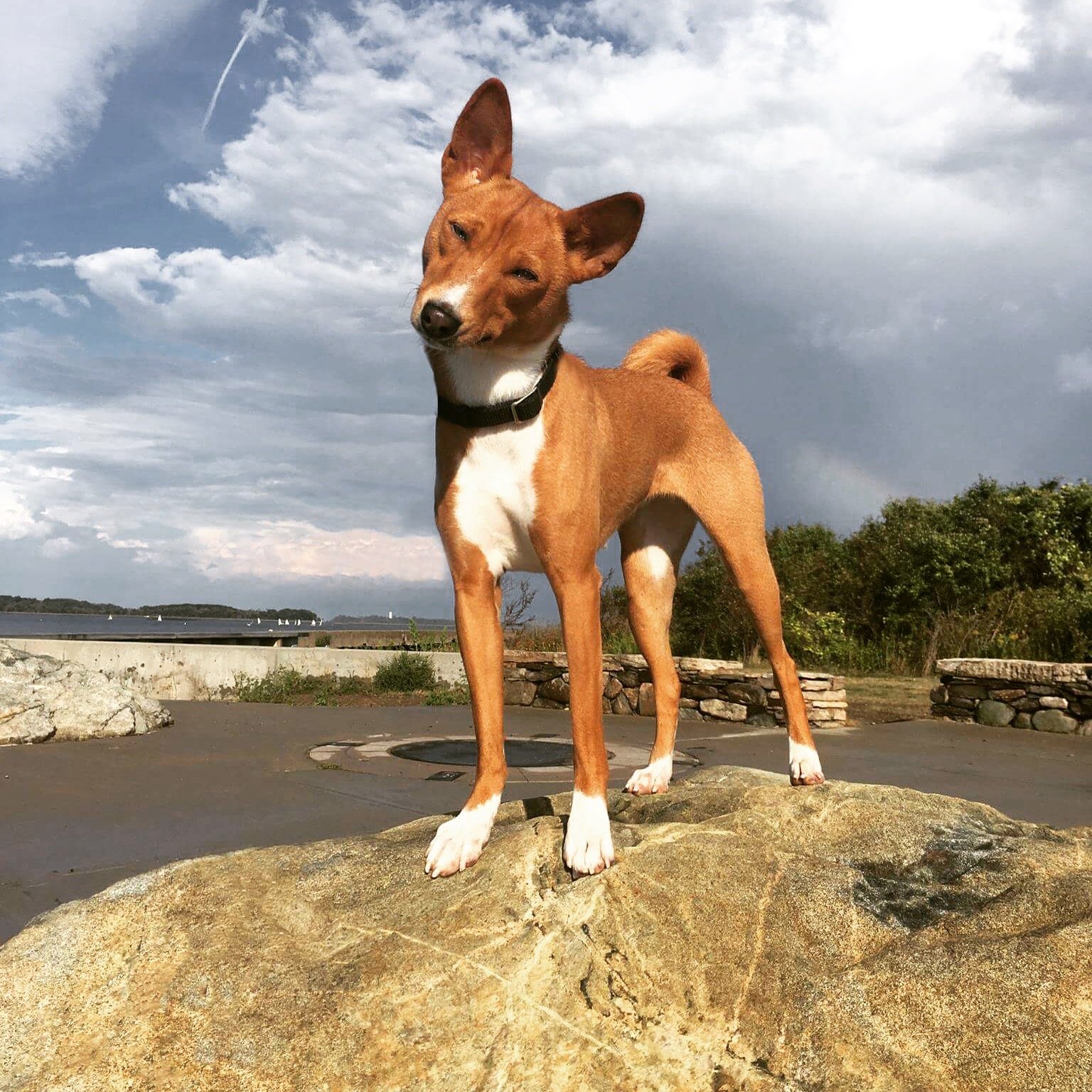 14 Super-Smart Facts About the Basenji | PetPress