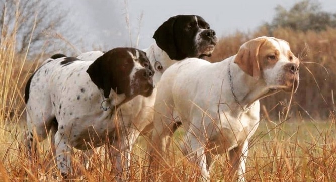 14 Amazing Reasons To Love English Pointers - PetPress