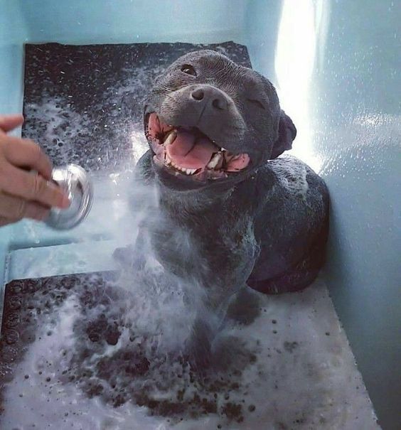 14 Cute Pictures Of Pit Bulls In The Water | Page 2 of 4 | PetPress