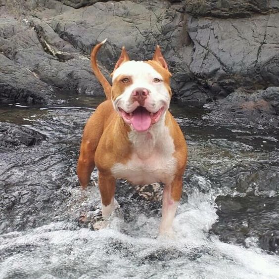 14 Cute Pictures Of Pit Bulls In The Water - PetPress