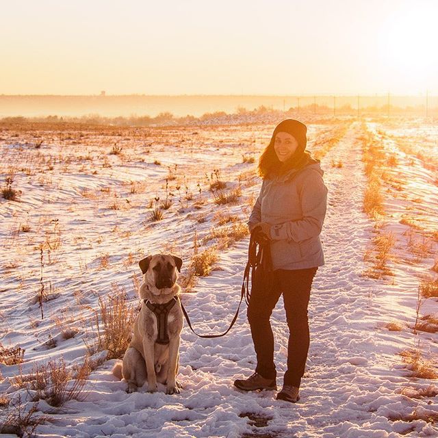 14 Things You Didn’t Know About the Anatolian Shepherd Dog | PetPress